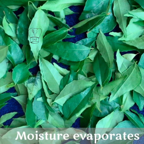 How to keep curry leaves fresh for weeks - Traditionally Modern Food
